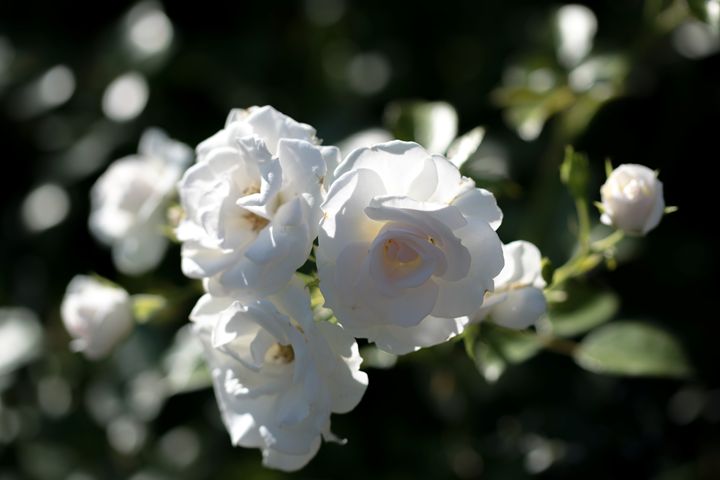 white rose in dim light, delicate fl - Aleksei lomanov - Photography ...