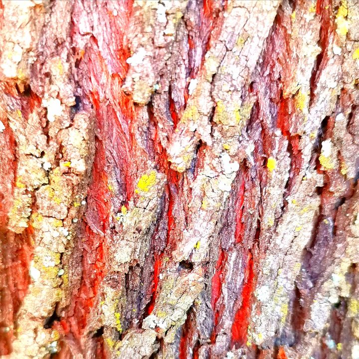 Glowing bark - B&K Perception Photography - Photography, Abstract ...