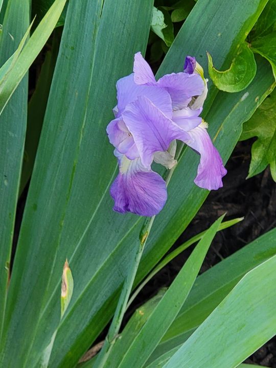 Mini purple Iris - Tortie Dragon - Photography, Flowers, Plants ...