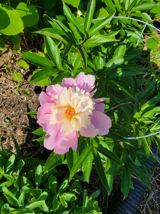 Pink and white Peony in bloom - Tortie Dragon - Photography, Flowers ...