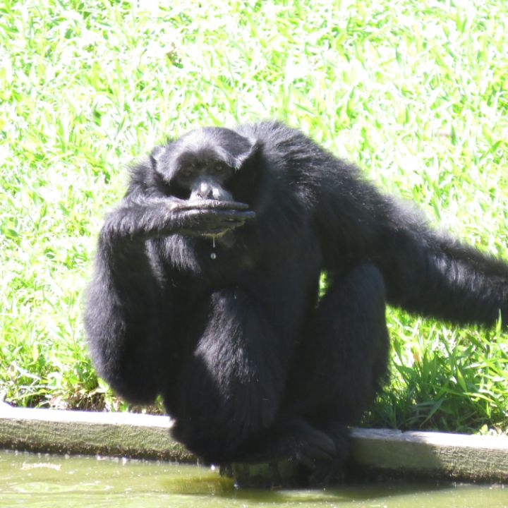 Monkeying Around - Star - Photography, Animals, Birds, & Fish, Primates ...