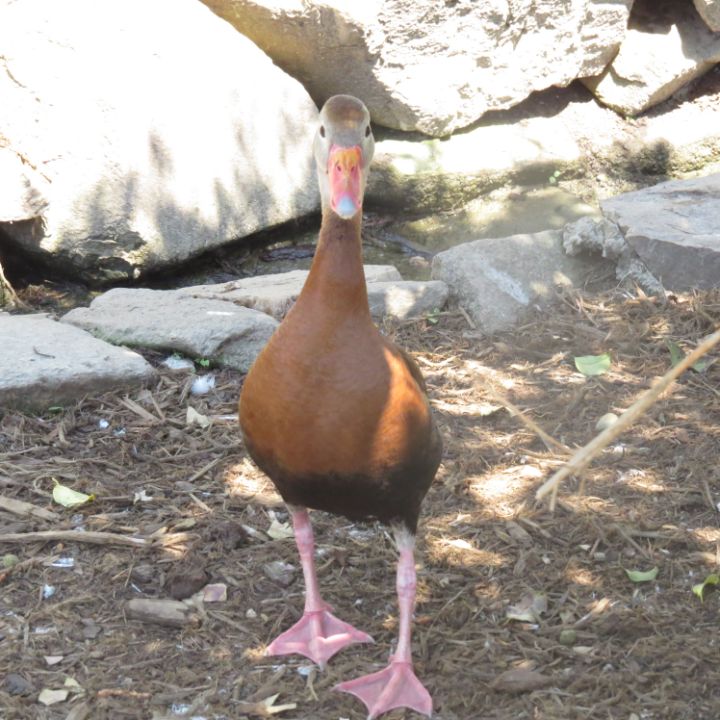 Quack - Star - Photography, Animals, Birds, & Fish, Birds, Ducks ...