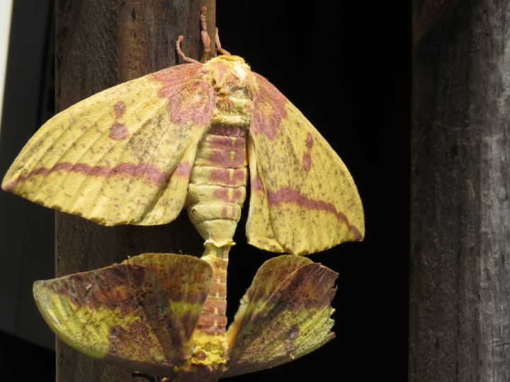 moths in love - Star - Photography, Animals, Birds, & Fish, Bugs ...