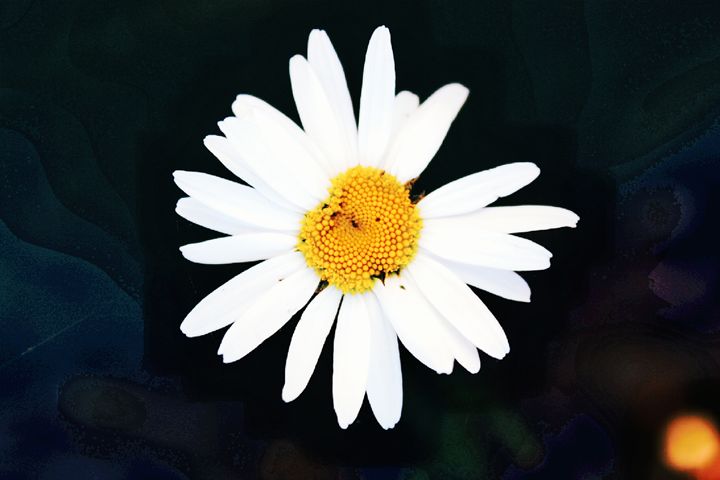 Daisy - Michael Doyle - Photography, Flowers, Plants, & Trees, Flowers ...