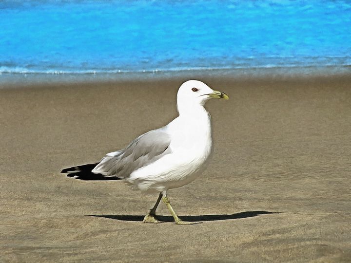 Seagull On Sandy Shore PhotoArt - PhotoArt By Darla - Photography ...
