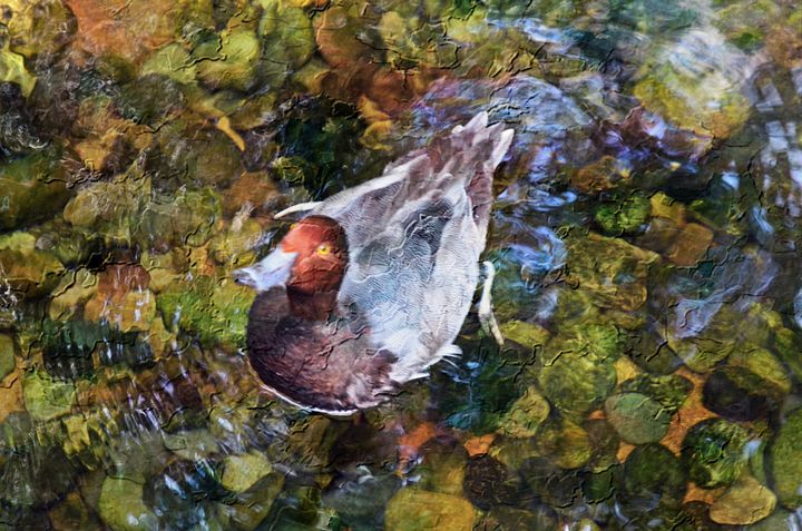 Duck in Pebble Pond PhotoArt - PhotoArt By Darla - Photography, Animals ...