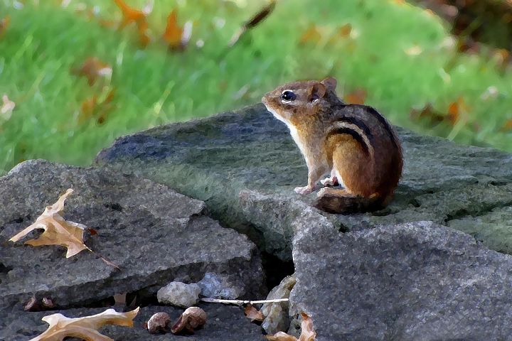 Chipmunk PhotoArt - PhotoArt By Darla - Photography, Animals, Birds ...