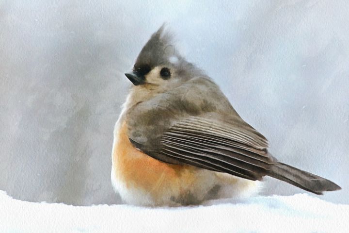 Winter Titmouse Bird - PhotoArt By Darla - Photography, Animals, Birds ...