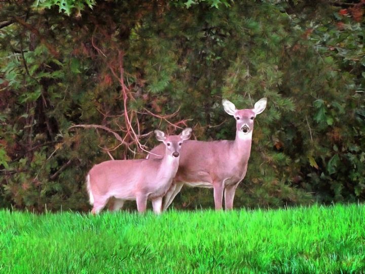 Two Deer - PhotoArt By Darla - Photography, Animals, Birds, & Fish ...