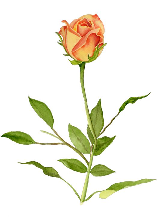 Just a Single Yellow-orange Rose - Roxie Colors - Paintings & Prints ...