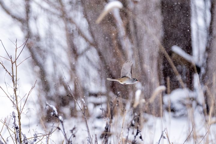 Flying Chickadee in the snow - Charles Mulcahy Photography ...