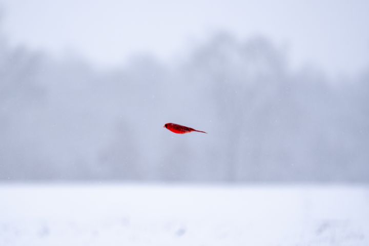 Darting Cardinal - Charles Mulcahy Photography - Photography, Animals ...