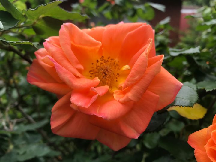 Baby Orange - Suburban Flower - Photography, Flowers, Plants, & Trees ...