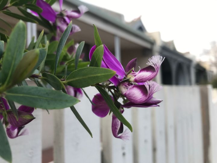 Purple Overhang - Suburban Flower - Photography, Flowers, Plants ...