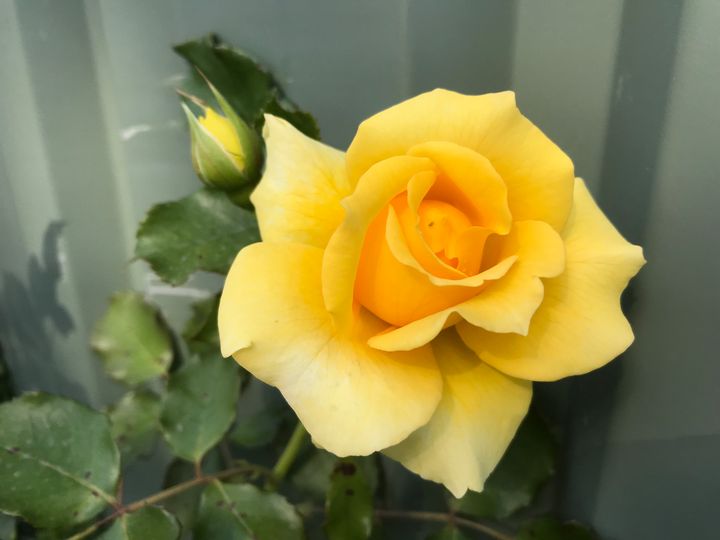 Yellow Rose - Suburban Flower - Photography, Flowers, Plants, & Trees ...