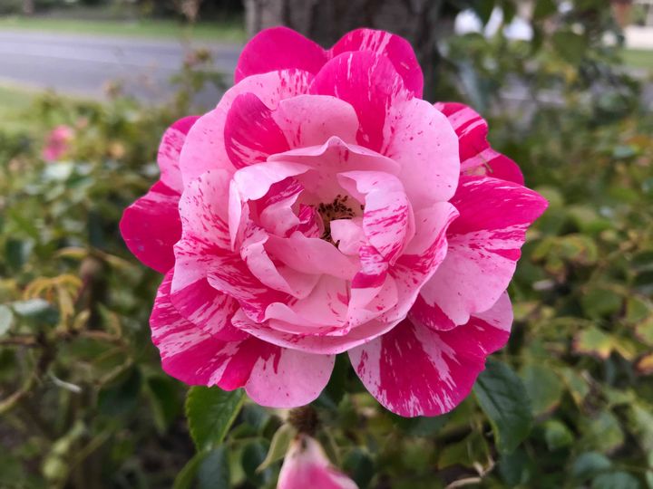 Paint-Splash Pink - Suburban Flower - Photography, Flowers, Plants ...