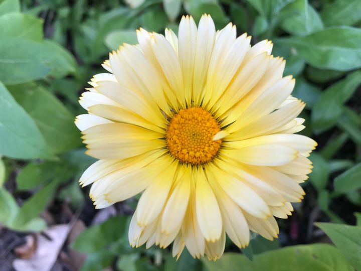 Yellow Fade - Suburban Flower - Photography, Flowers, Plants, & Trees ...