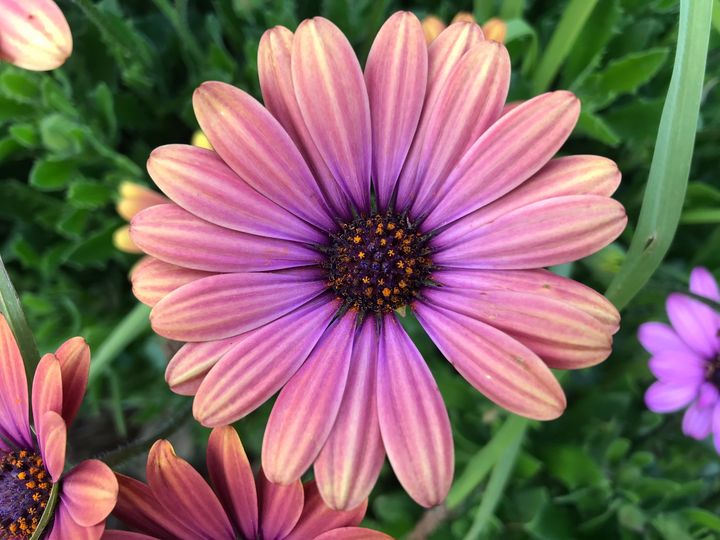 Purple Array - Suburban Flower - Photography, Flowers, Plants, & Trees ...