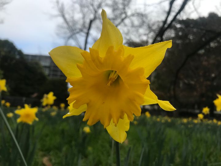 Yellow Guiding Star - Suburban Flower - Photography, Flowers, Plants ...