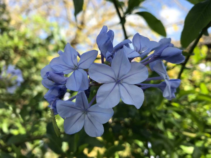 Blue Hawaii - Suburban Flower - Photography, Flowers, Plants, & Trees ...