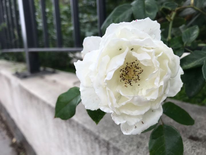 White Justice - Suburban Flower - Photography, Flowers, Plants, & Trees ...