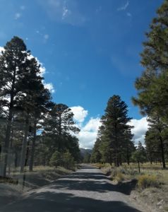 Terri Fowler Original Art & Photography - Paintings & Prints, Photography