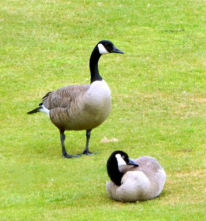 Geese on the Green - Photos by Vern Daniels - Photography, Animals ...