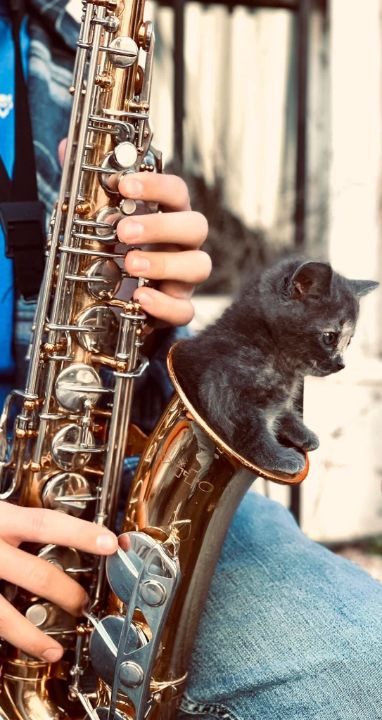 Cat in a Saxophone - Jug Your Memories - Photography, Animals, Birds ...