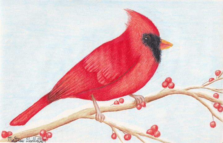 Cardinal on berry tree limb - Matthew Ledbetter - Paintings & Prints ...