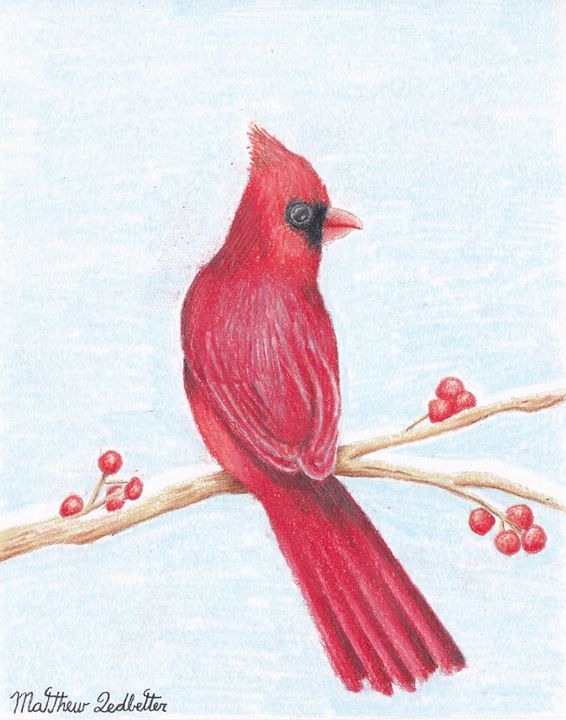 Cardinal on a limb - Matthew Ledbetter - Paintings & Prints, Landscapes ...