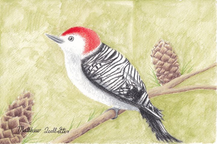red bellied woodpecker on a limb - Matthew Ledbetter - Paintings ...