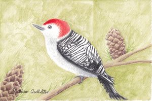 Matthew Ledbetter - Drawings & Illustration, Paintings & Prints