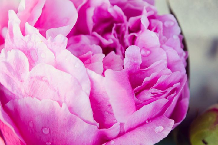 Peony bloom - Sarah Ann Fowler Photography - Photography, Flowers ...