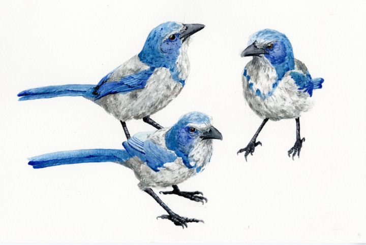 Scheming - On a Wing and a Prayer - Paintings & Prints, Animals, Birds ...