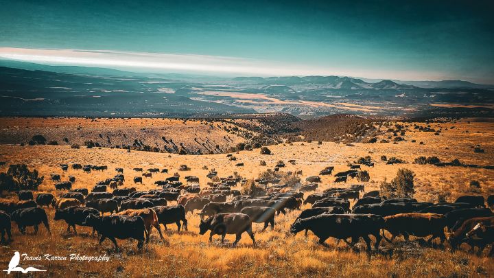 Descending Cattle Herd - Travis Karren - Photography, Animals, Birds ...