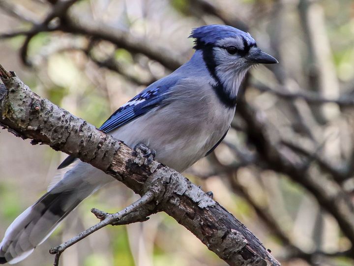 Blue Jay - MdAnjos Photography - Photography, Animals, Birds, & Fish ...