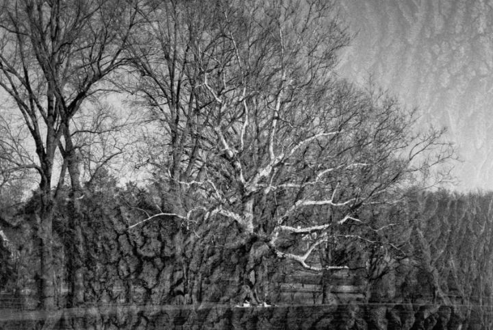 Under the Old Oak Tree - RSC Studio - Photography, Flowers, Plants ...