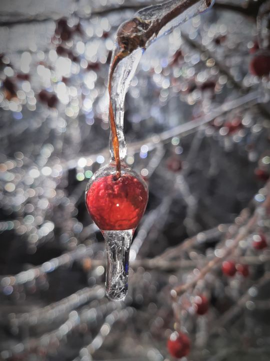 frozen crabapple - Keri McNamara - Photography, Flowers, Plants ...