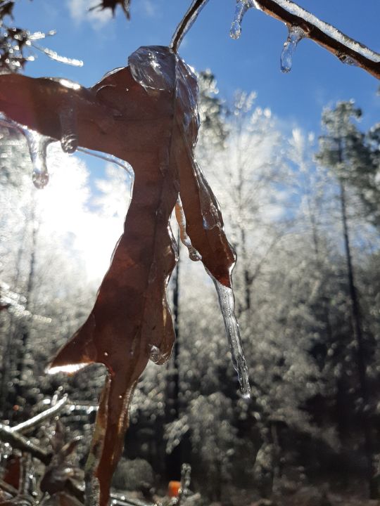 Frozen oak leaf - Keri McNamara - Photography, Flowers, Plants, & Trees ...