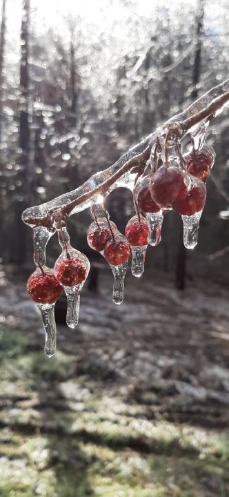 Frozen Crabapples - Keri McNamara - Photography, Flowers, Plants ...