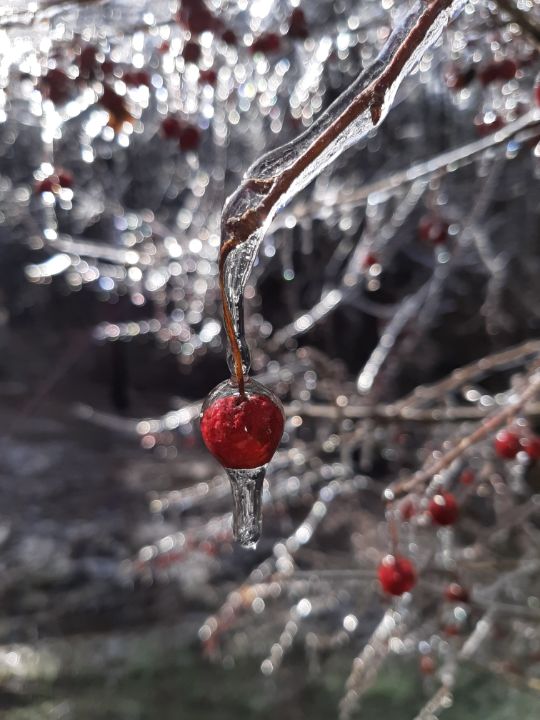 Frozen Crabapples - Keri McNamara - Photography, Flowers, Plants ...
