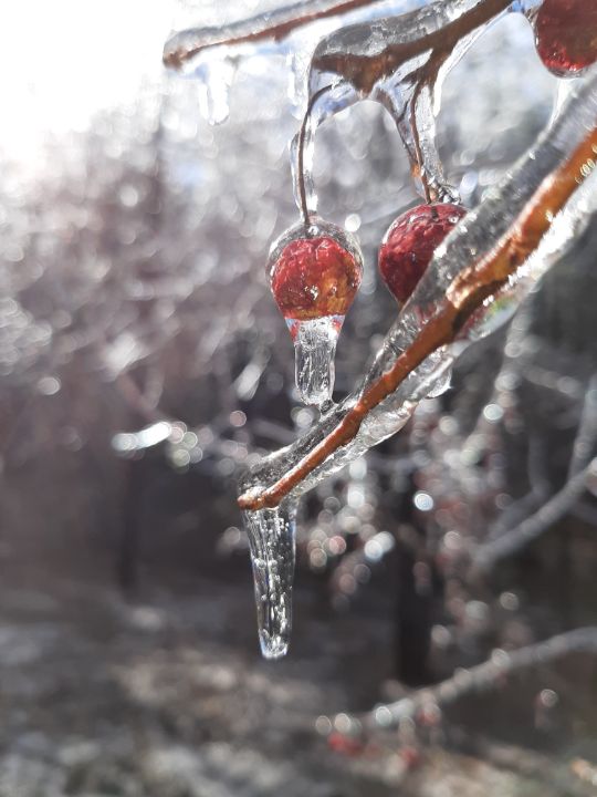 Frozen Crabapples - Keri McNamara - Photography, Flowers, Plants ...