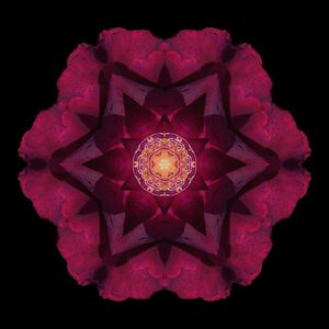 Flower Mandalas - Photography