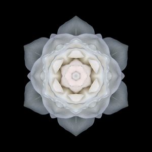 Flower Mandalas - Photography