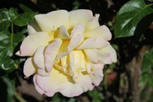 Flowers - Photography