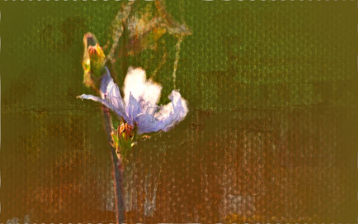 Blue and White Flower - Csaba Deak Art Creations - Paintings & Prints ...