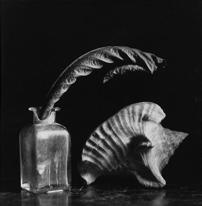 Still Life Photography Shells