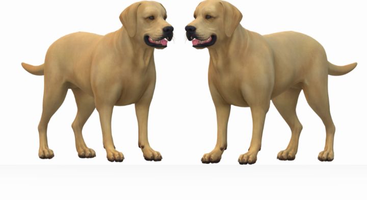 THE FURRY LABRADOR - ARTISTICVIBEZ - Digital Art & AI, Animals, Birds ...