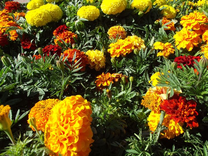 Gold Yellow Red ii - ontolandx - Photography, Flowers, Plants, & Trees ...