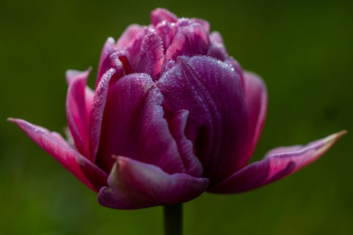 Dew tulip - By Deedee - Photography, Flowers, Plants, & Trees, Flowers ...
